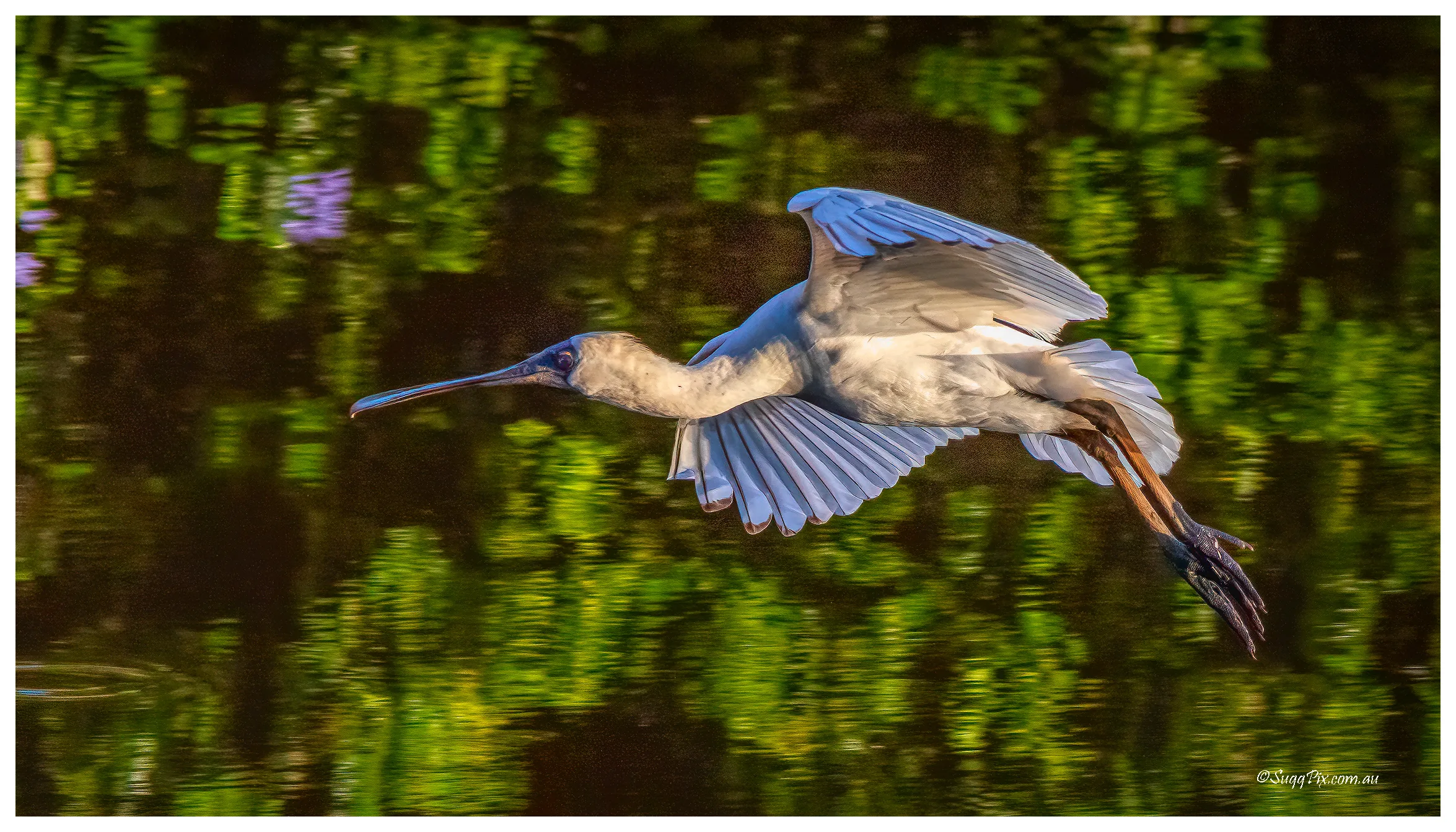 Here are some bird photography tips to help you capture stunning shots ...